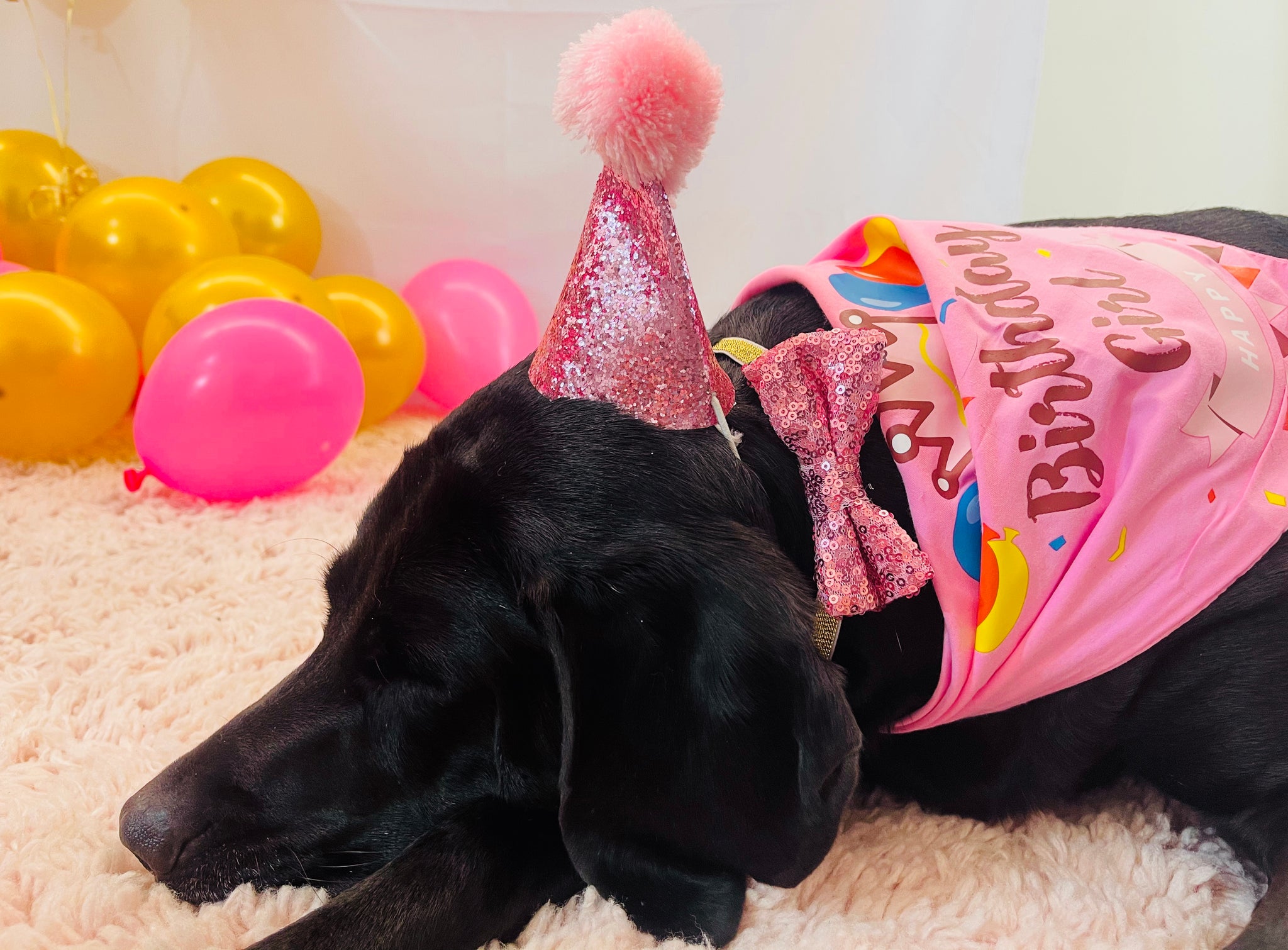 Puppy Pawty Box, Pink – YourPartyBox.com