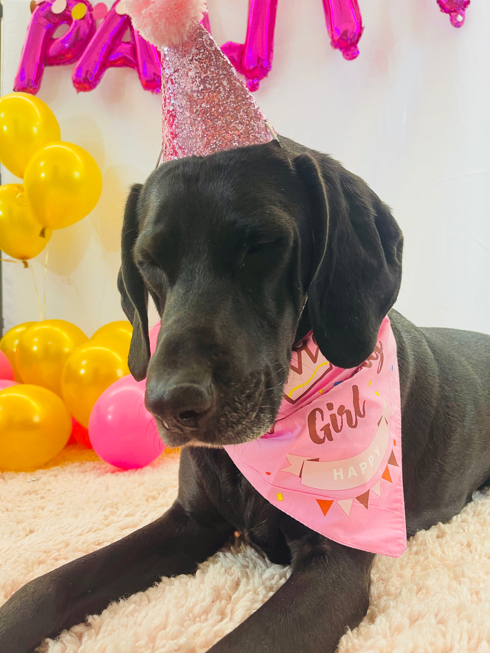 Puppy Pawty Box, Pink – YourPartyBox.com