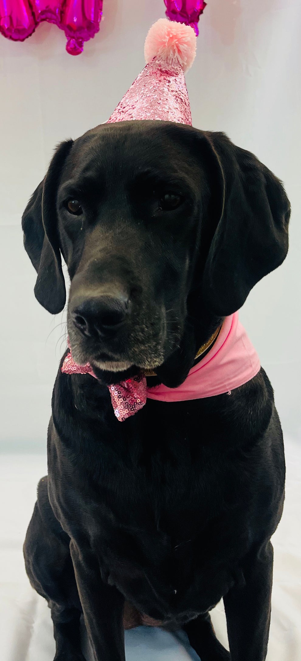 Puppy Pawty Box, Pink – YourPartyBox.com